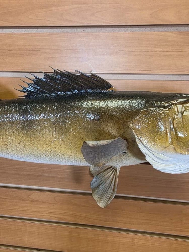 JTV226 - Real Skin Walleye Fish Taxidermy Mount 25” | eBay
