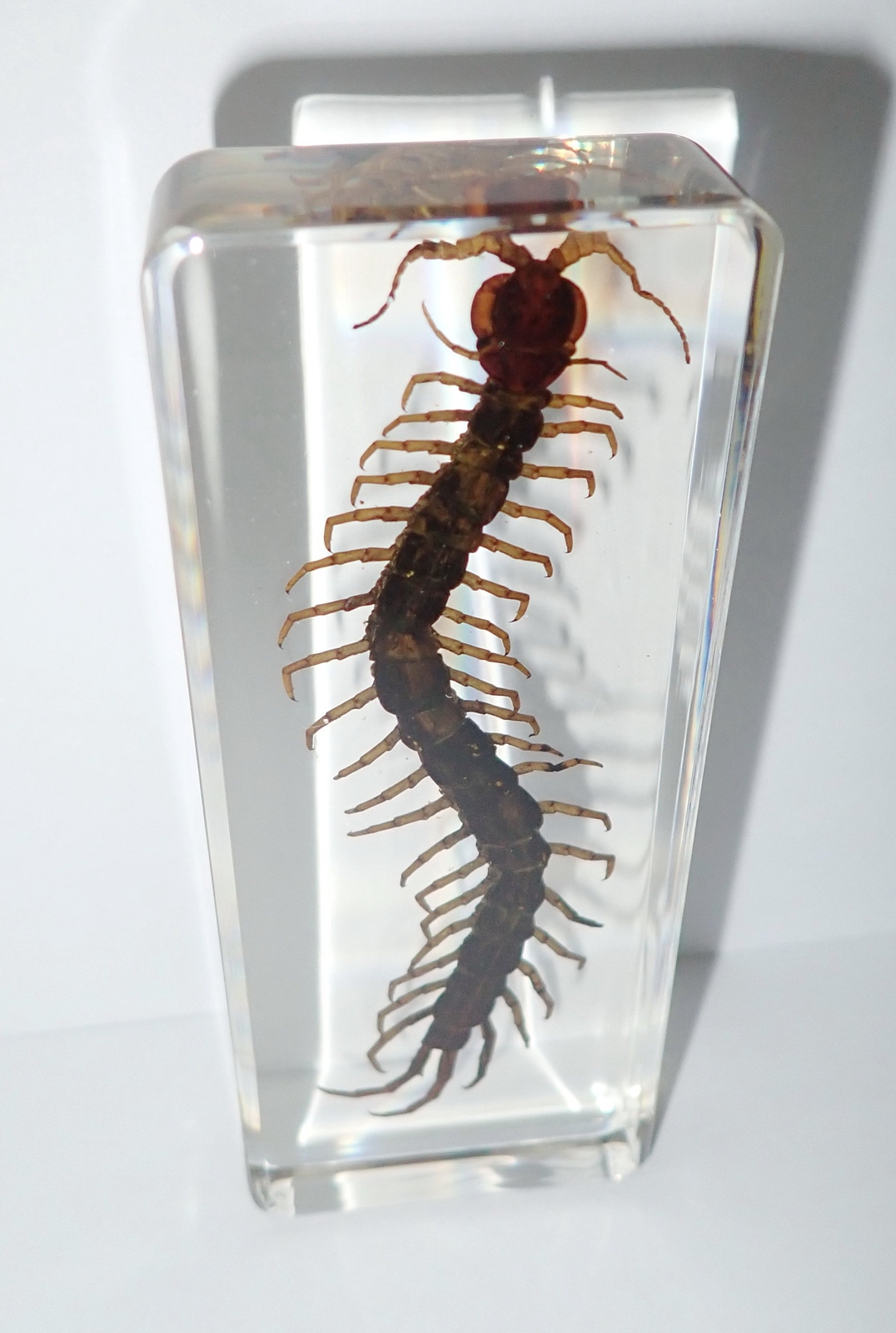 Large Red Headed Centipede Specimen in Clear Resin Block Learning Aid ...
