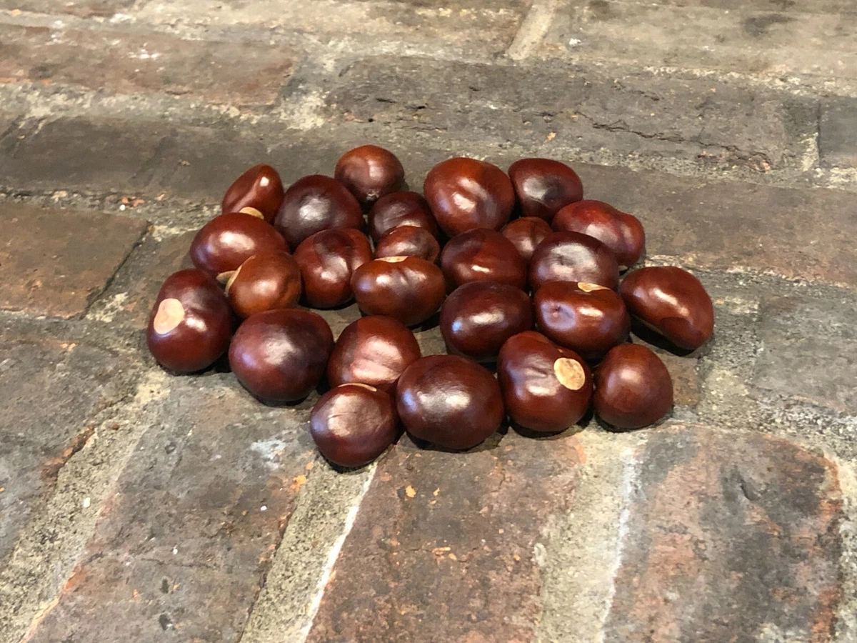 Buckeye Seed