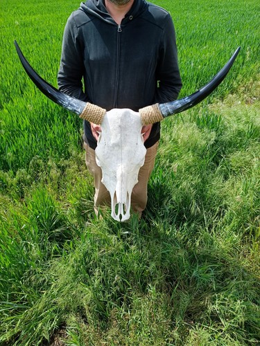 Real bull skull. Processed and whitened, Big Horns, Home Decor ...