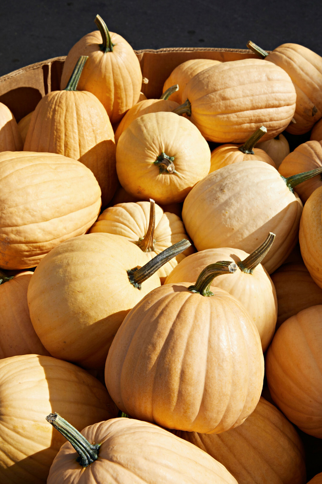 Dickinson Pumpkin Seeds | Kentucky Field Pumpkins Tan Squash Vegetable ...
