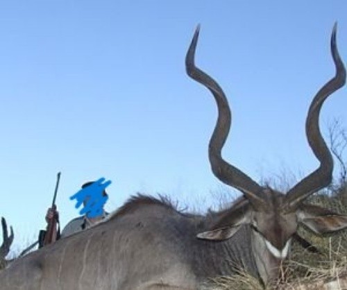 Salted Kudu Cape Taxidermy Skin Untanned Hide salted | eBay