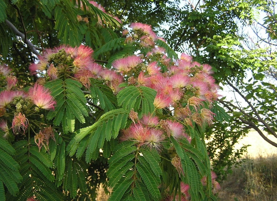 Mimosa Silk Tree, Albizia julibrissin, Seeds (Fast, Hardy, Fragrant) | eBay