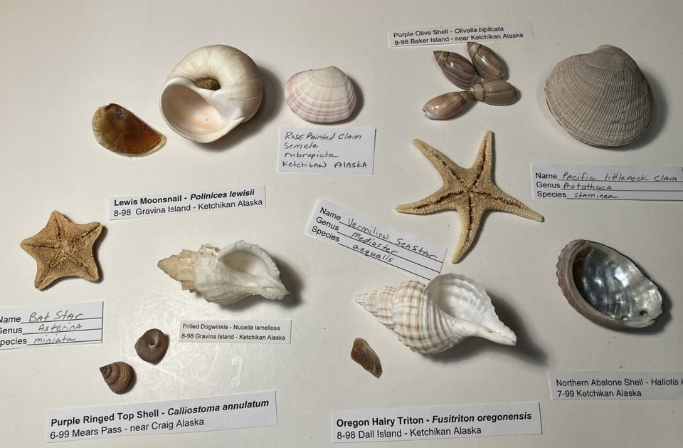 Alaska Sea Shell collection. Lot 15. 14 unique sea creatures from S.E ...
