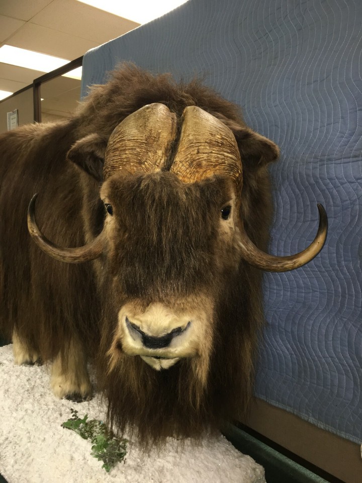 MUSK OX FULL BODY TAXIDERMY MOUNT BOONE AND CROCKETT 106. EXCELLENT ...