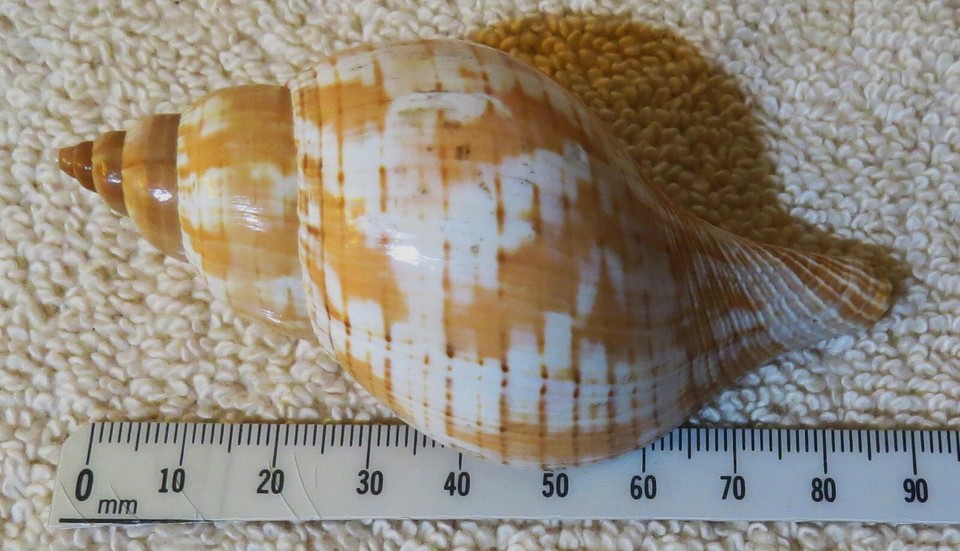 True Tulip Fasciolaria tulipa Specimen Shell 88mm BRIGHT ORANGE W ...