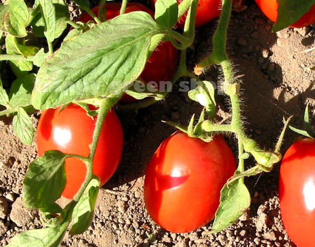 VEGETABLE TOMATO SEEDS ROMA TYPE - Chrobry F1 - 50 SEEDS - determinate ...