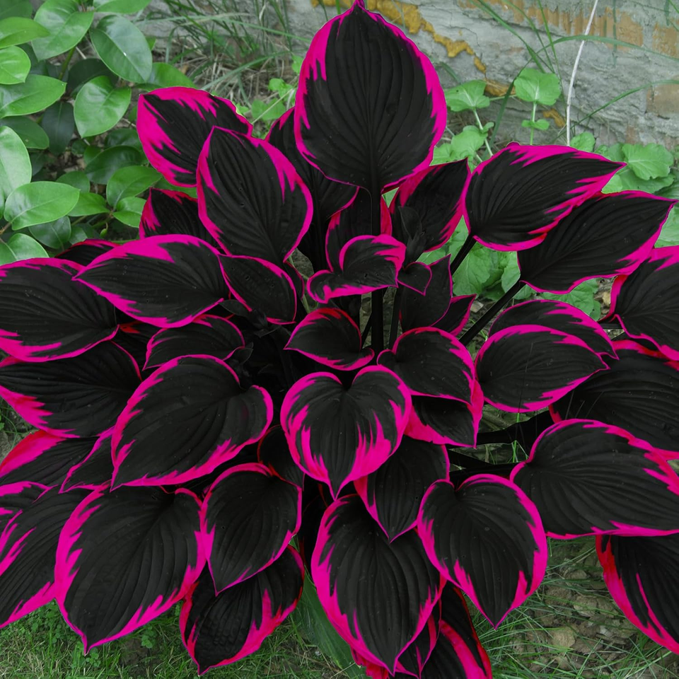 Black Red Hosta Seeds, 200+Pcs Low Maintenance Colorful Hostas Non-Gmo ...