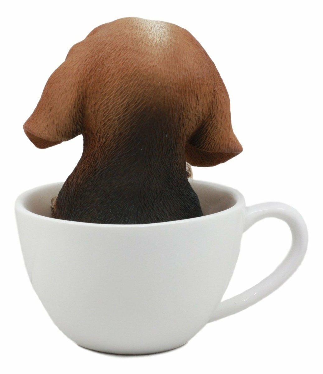 Teacup Beagle Welpen