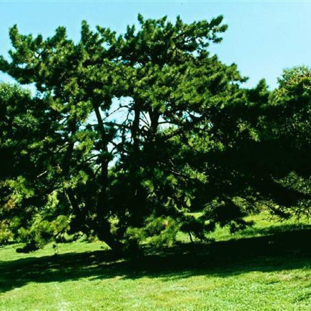 CHINESE RED PINE Pinus Tabuliformis - 10+ SEEDS | eBay