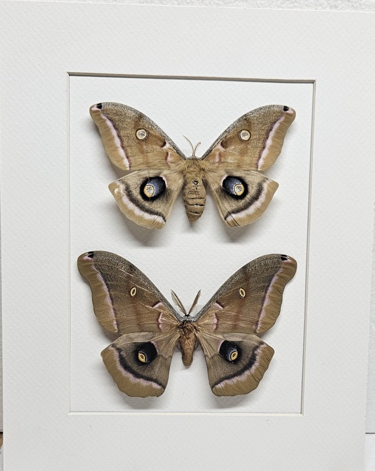 Real framed Polyphemus Moths (M&F) in Custom shadowbox | eBay