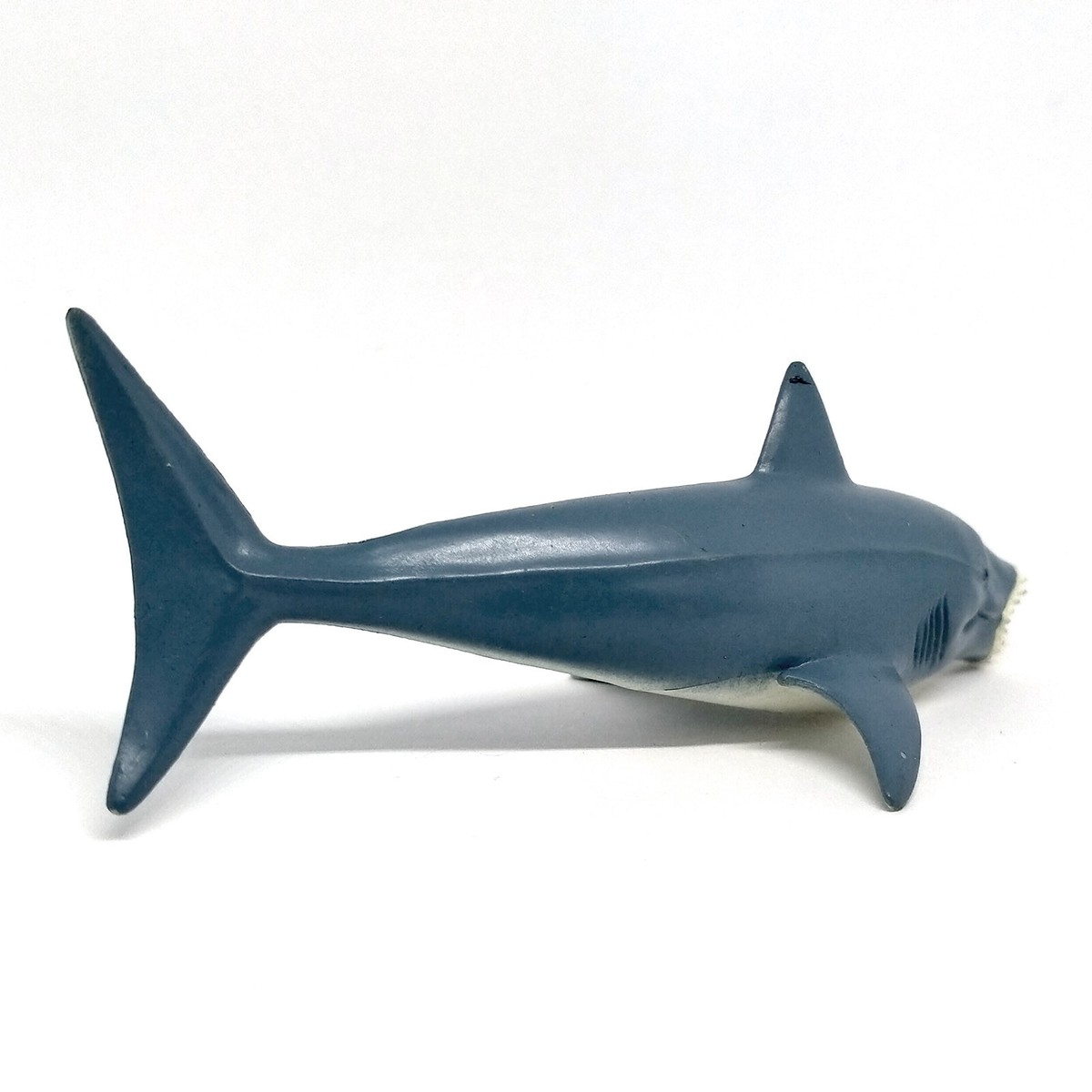 Edestus Shark
