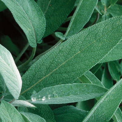 Extrakta Sage Seeds | Heirloom / Non-GMO | Free Shipping | Herb Seeds ...