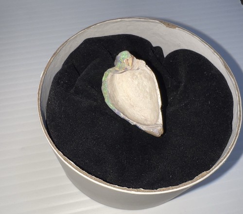 Stunning Opalized Shell Fossil Specimen; Display Opal Sea Coober Pedy ...