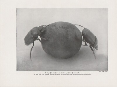 Holy Scarab Beetle Scarabaeus sacer Print from 1912 | eBay