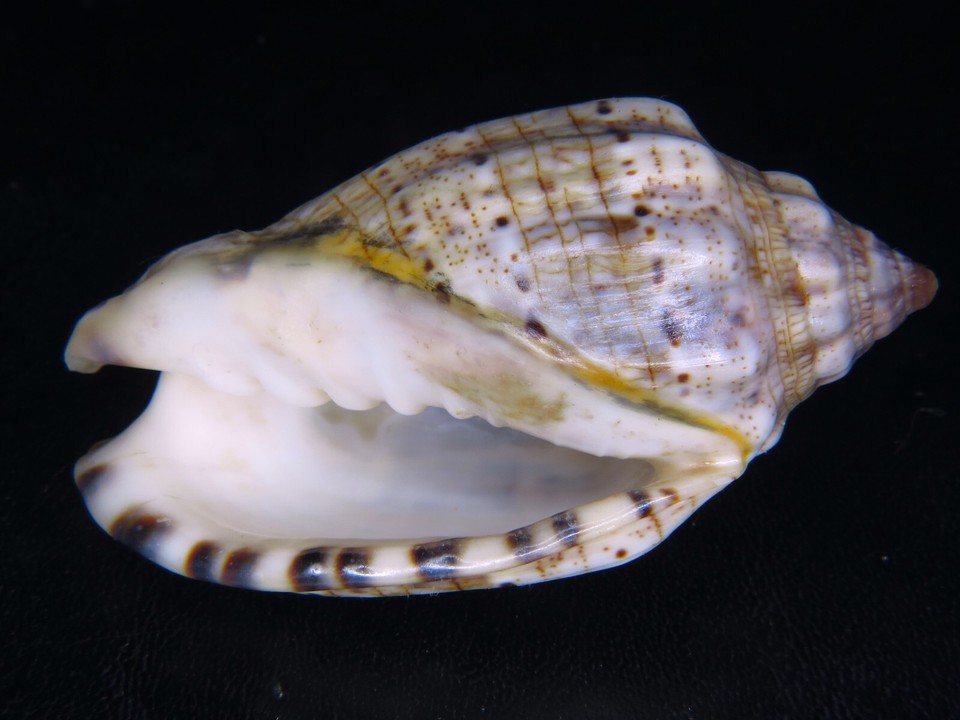 VOLUTA MUSICA: 73.42MM FROM +40ys AGO FROM VENEZUELA! FROM OLD ...