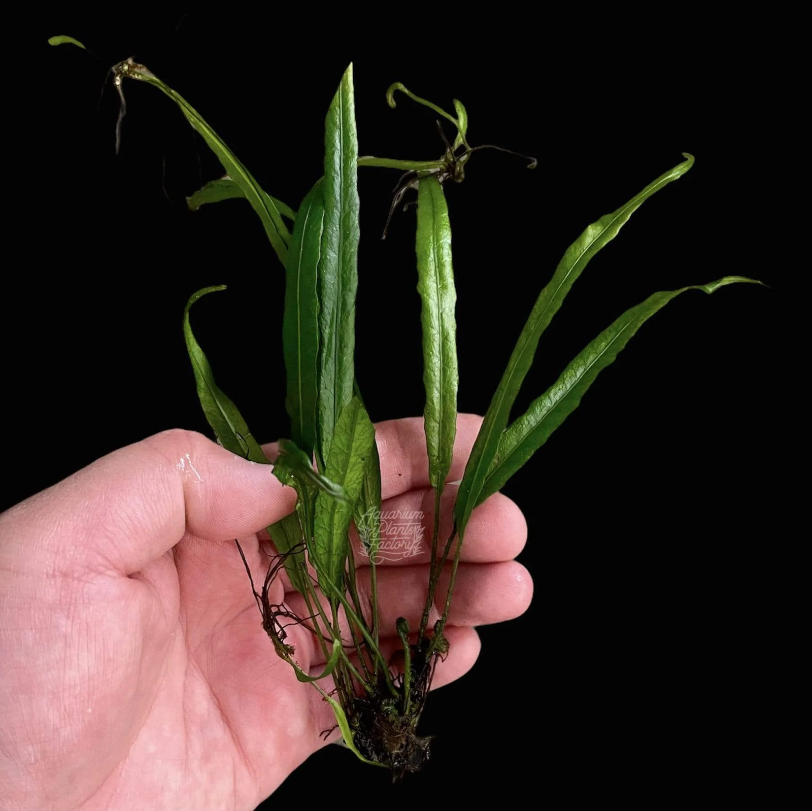 Microsorum Pteropus 'Needle' | Aquarium Plants Factory® | eBay