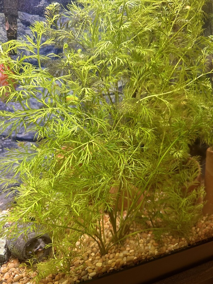 2 Water Sprite Lace Leaf Indian Fern -Live Easy Aquarium plant | eBay