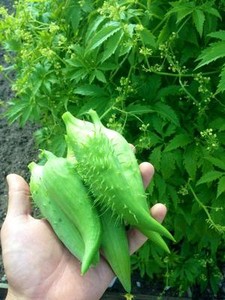 ACHOCHA BOLIVIAN GIANT LOST CROP OF THE INCAS LARGE FRUIT EDIBLE ...