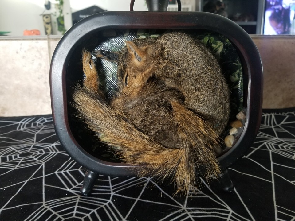 oddities weird stuff | eBay