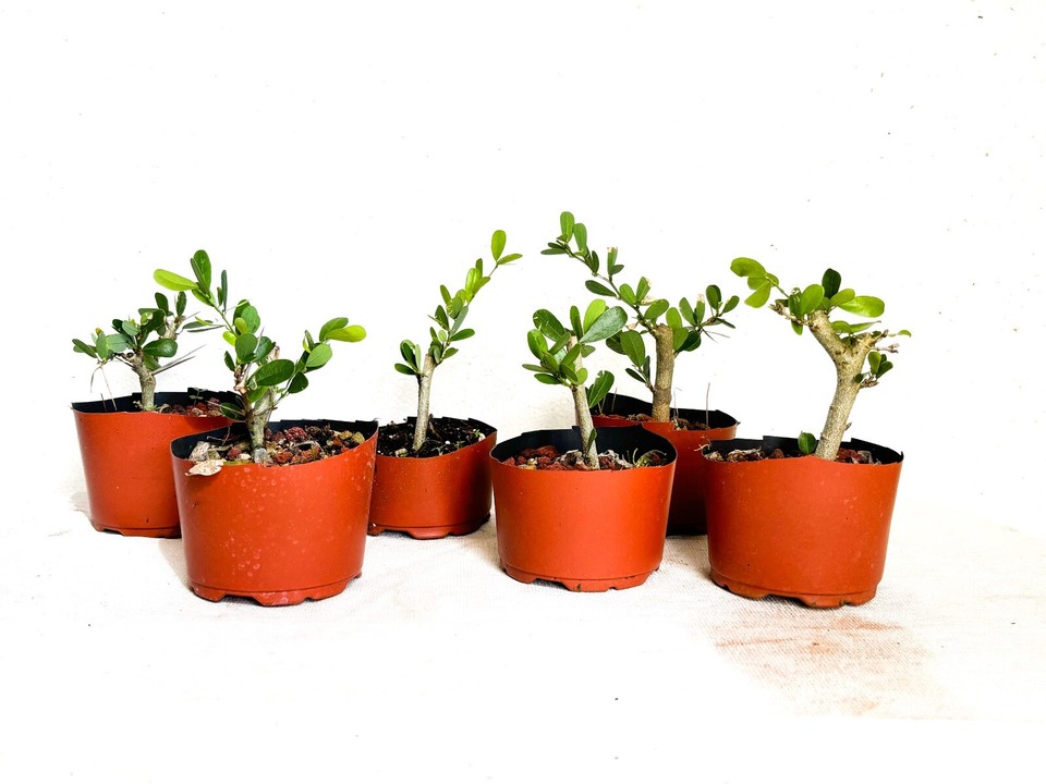 Desmodium Triflorum (Threeflower ticktrefoil) Flowering Plant - Pre ...