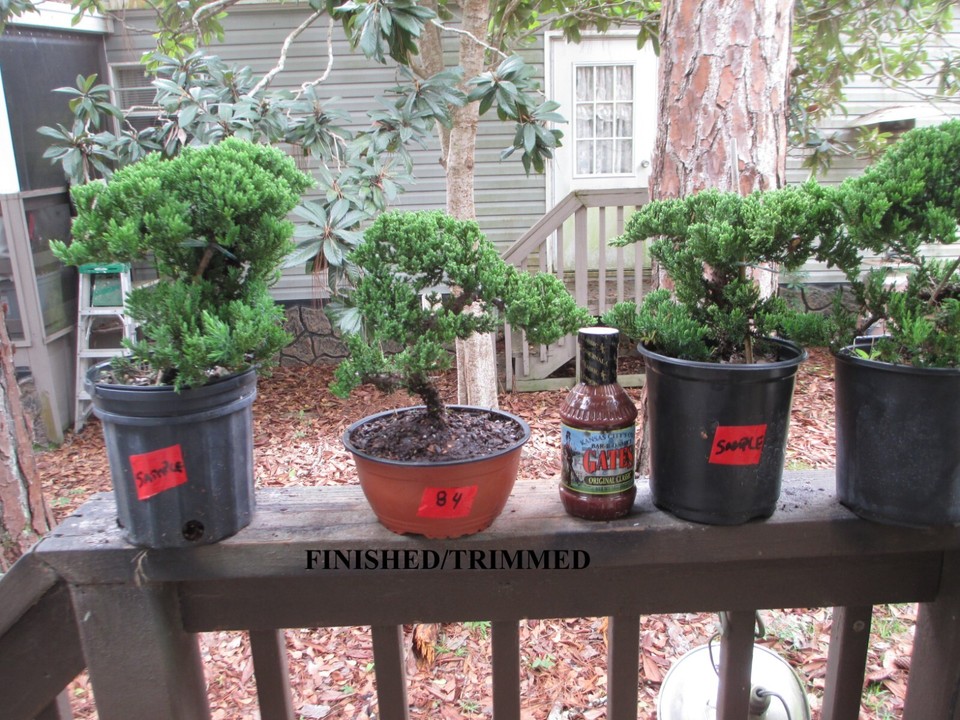 ON SALE!!! SHORT Japanese Juniper Pre Bonsai Tree Juniper STAKED | eBay