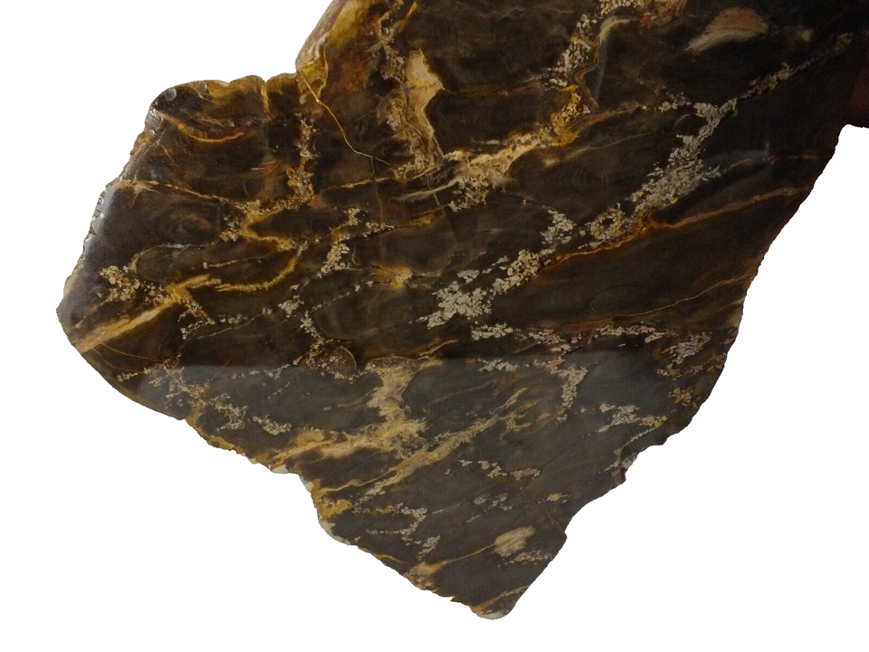 Petrified Fern Pentoxylon species Taroom Queensland Australia (EA9060 ...
