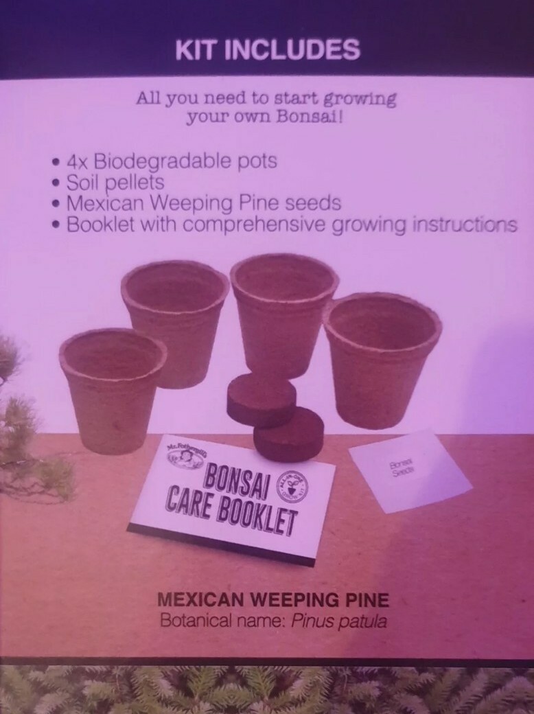 Mr Fothergill's - bonsai pine Starter kit Japanese tree BONSAI tree ...