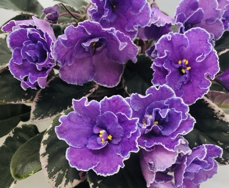 African Violet plant . VAT- Aromat Glicinii . Starter plant. Variegated ...