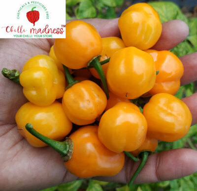 Chilli Aji Jobito Sweet & Rich Flavoured Sustainably Grown in Australia ...