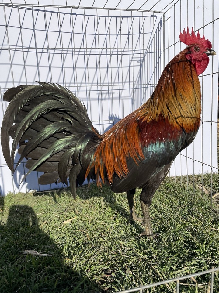 12 + Poultry Show Purebred Hatching Eggs | eBay