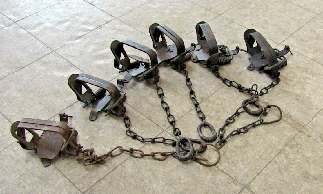 6, #2 Victor/Blake Coil spring traps, coon, fox, bobcat, porcupine, vic ...
