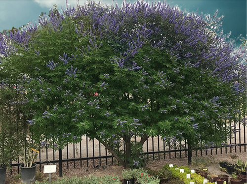 Blue-purple Chaste Vitrex Tree (Vitex agnus-castus) in Pot | eBay