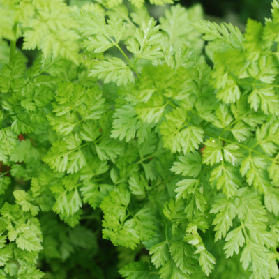 Chervil Seeds | French Parsley | 400 Seeds | Heirloom / Non-GMO | Free ...