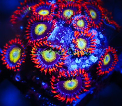Cornbred's Laser Beam Zoas - 1 POLYP - Frag - LIVE CORAL | eBay