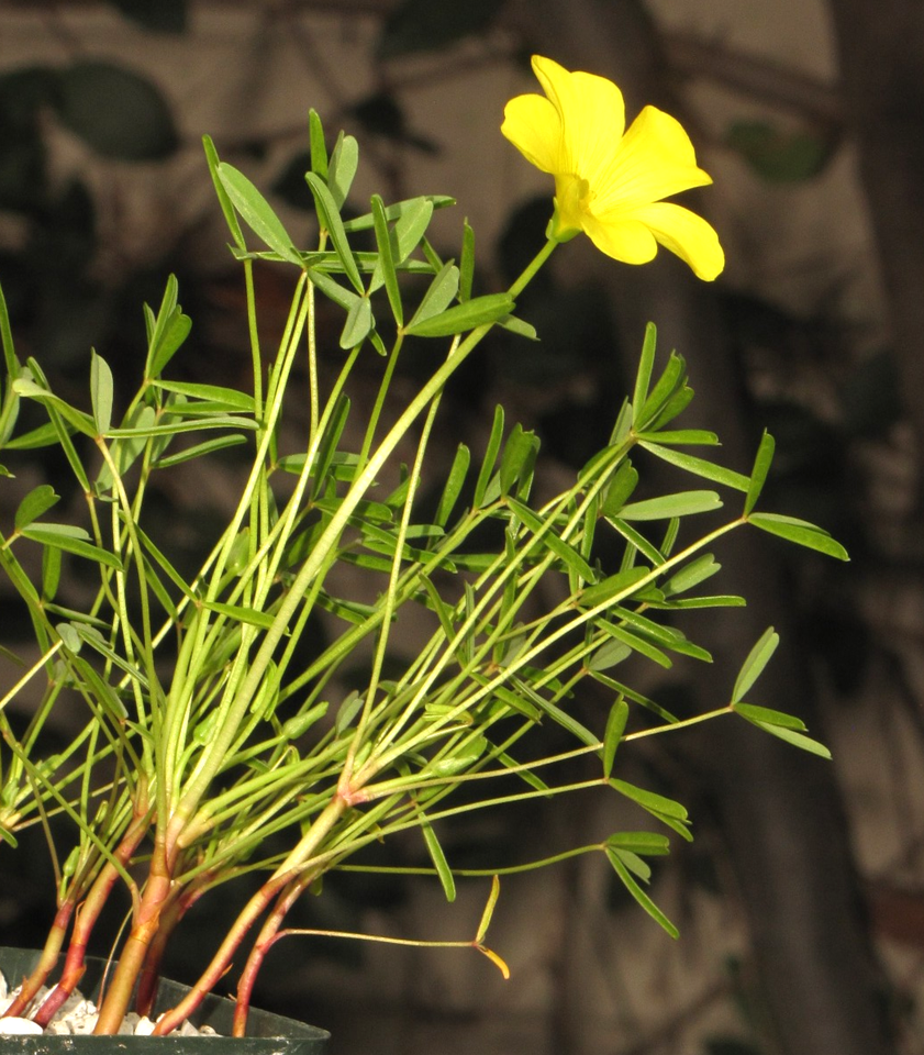 Oxalis namaquana *pot of many FS bulbs* | eBay