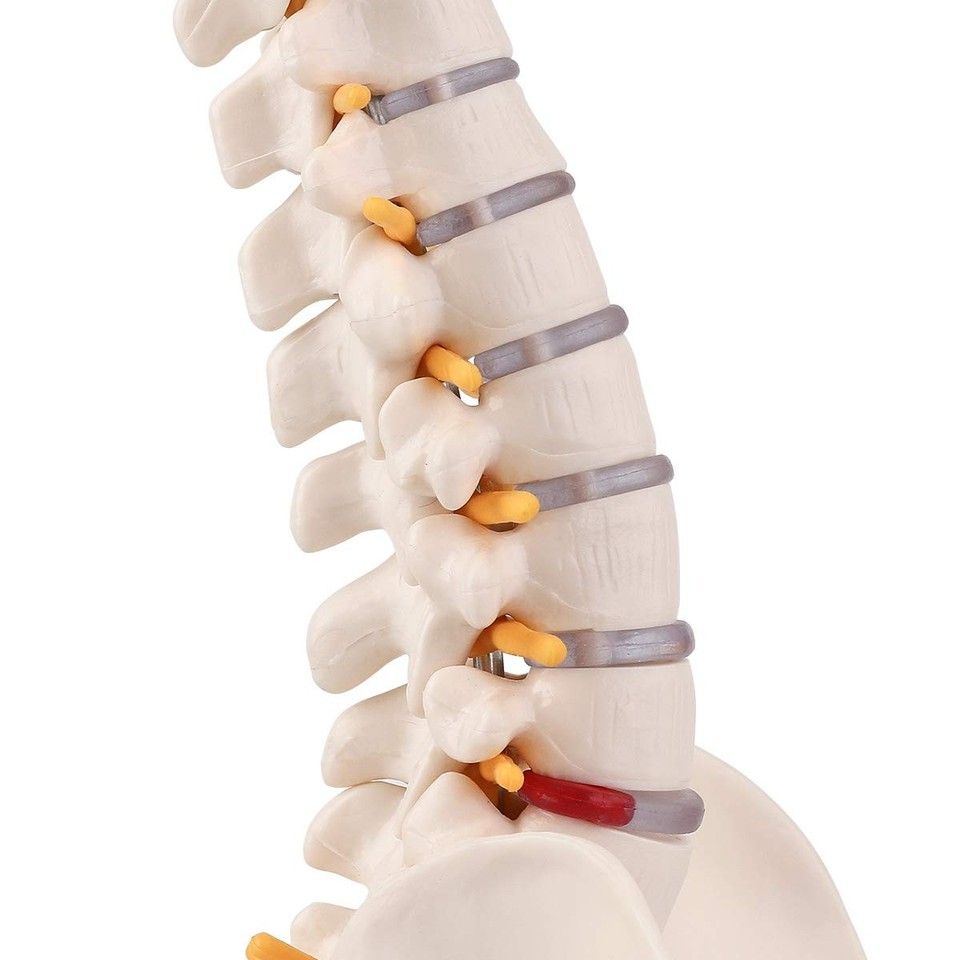 LYOU Mini Spine Anatomy Model, Human Spine Model, Spine Model, 17.7 ...