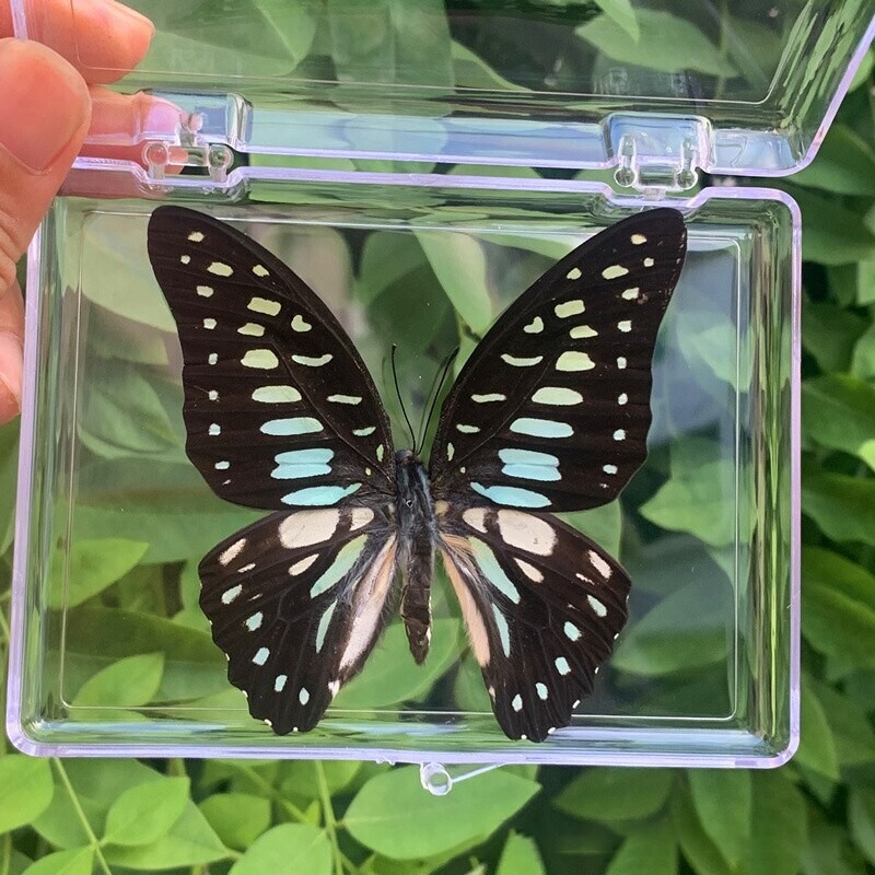 Natural Real Butterfly Specimens Rare And Exquisite Decor Display free ...