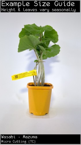 Wasabi - Mazuma (Eutrema japonicum) Fruit Tree Plant | eBay Australia