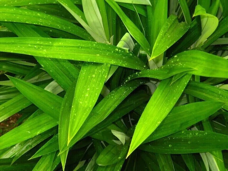 2X Dried Pandan Leaves Rampe Pandanus Amaryllifolius Drink 100g Thai ...