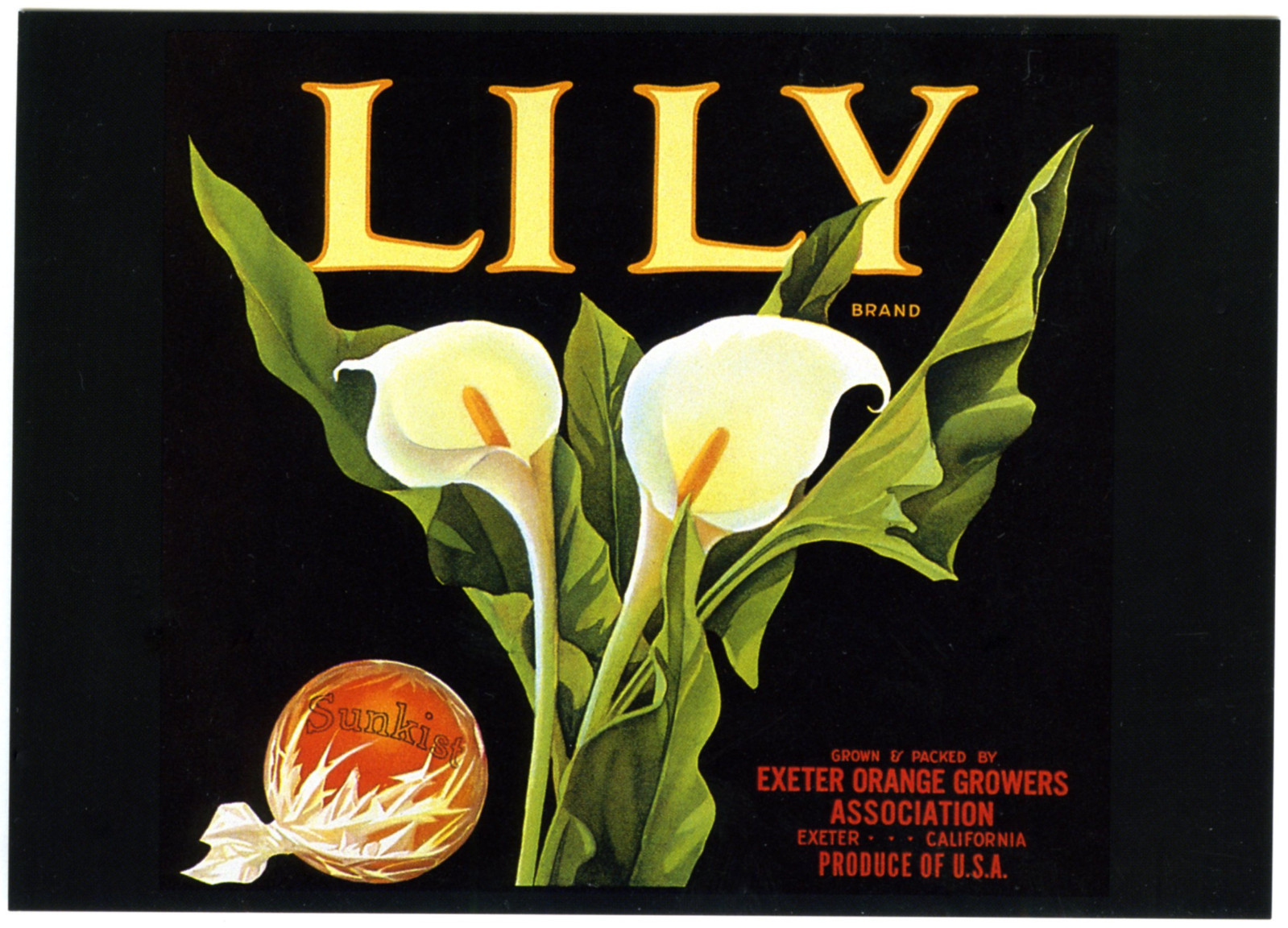 LILY~FLOWERS~HISTORICAL FRUIT CRATE LABEL LITHOGRAPH ART~NEW 1979 MINT ...
