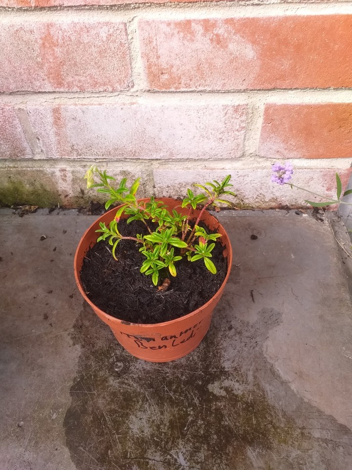 Helianthemum Ben Ledi, Rock Rose Plant in 13cm pot approx. Rose Pink ...