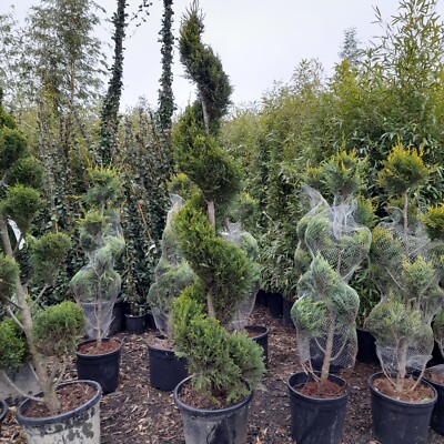 Spiral Topiary Tree 35L Approx 200cm+ Evergreen Conifer Winter Hardy ...