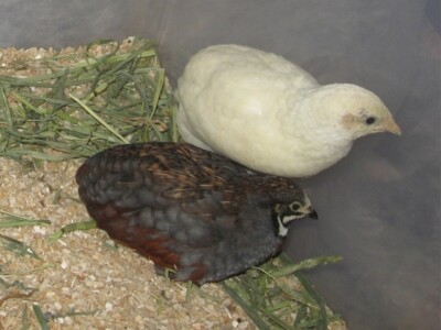 3 Fertile Button Quail Hatching Eggs - All Colors & Shipped in Foam | eBay
