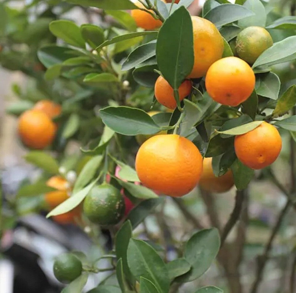 Calamondin Orange Tree. 2-4ft Tall. Self-pollinating Grafted. Ship To ...