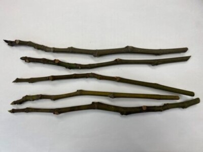 Cherry Fruit tree scion wood grafting material Ulster, Stella, Lapins ...