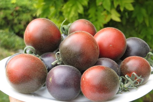 5+ graines de tomate rare Wooly Blue Jay tomato seeds méth.bio | eBay