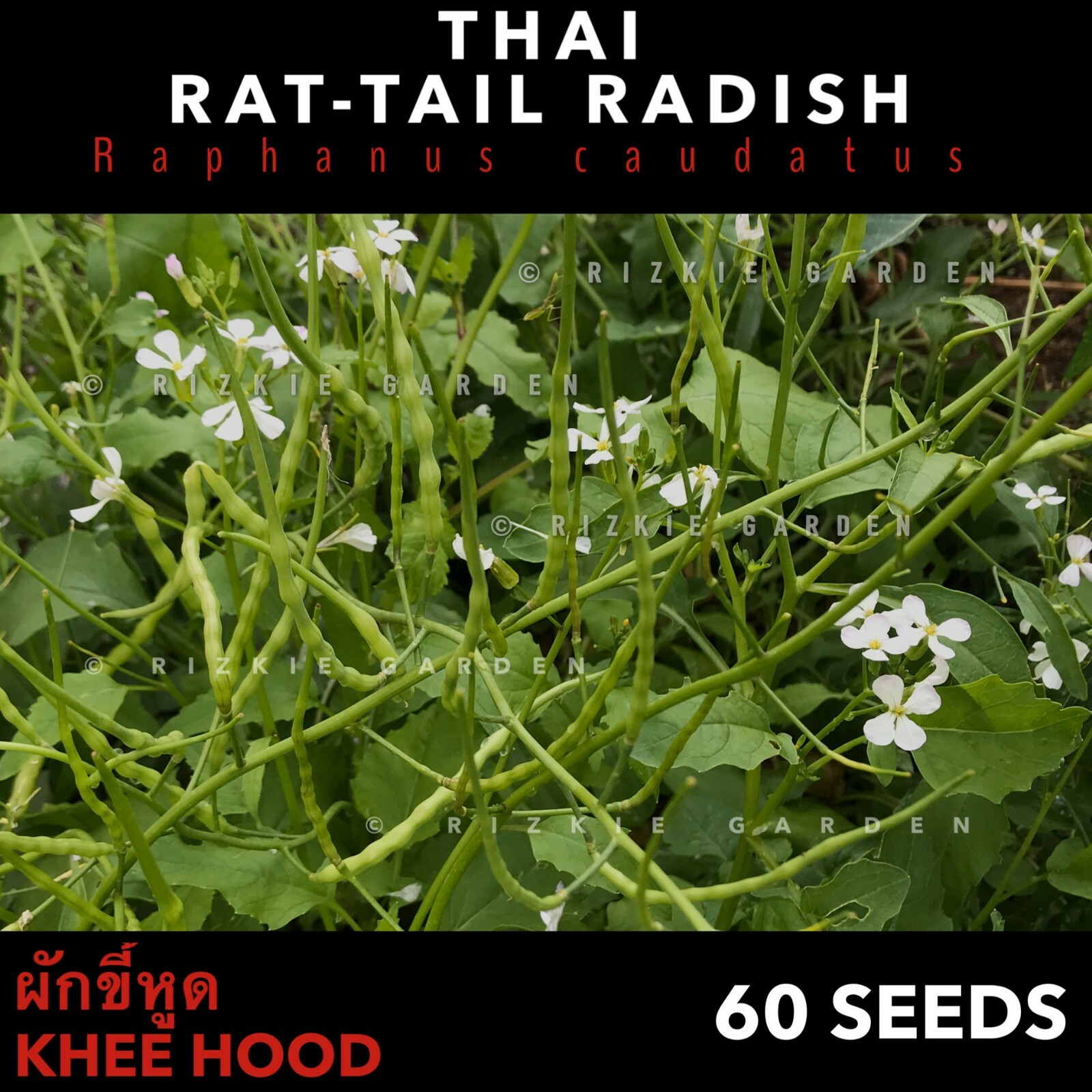 Thai Rat tail Radish, Raphanus caudatus, Houseplant Vegetable Seeds x ...
