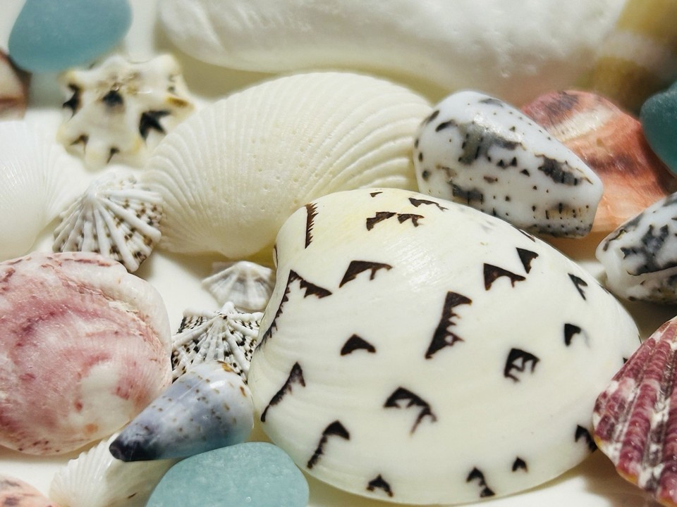 japanese sea glass Surf-Tumble Cone Shell Set mix of Okinawa Unique ...