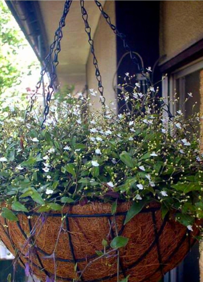 50++ White Tahitian Bridal Veil Seeds (Gibasis pellucida) Wandering Jew ...